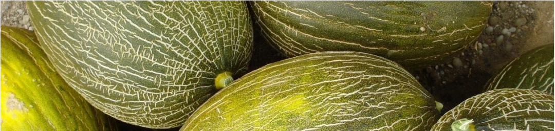Melón